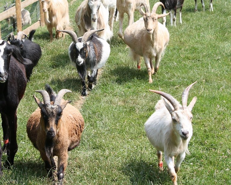 Elder Goat Care: Preparation and Treatment Tips - Goat Journal